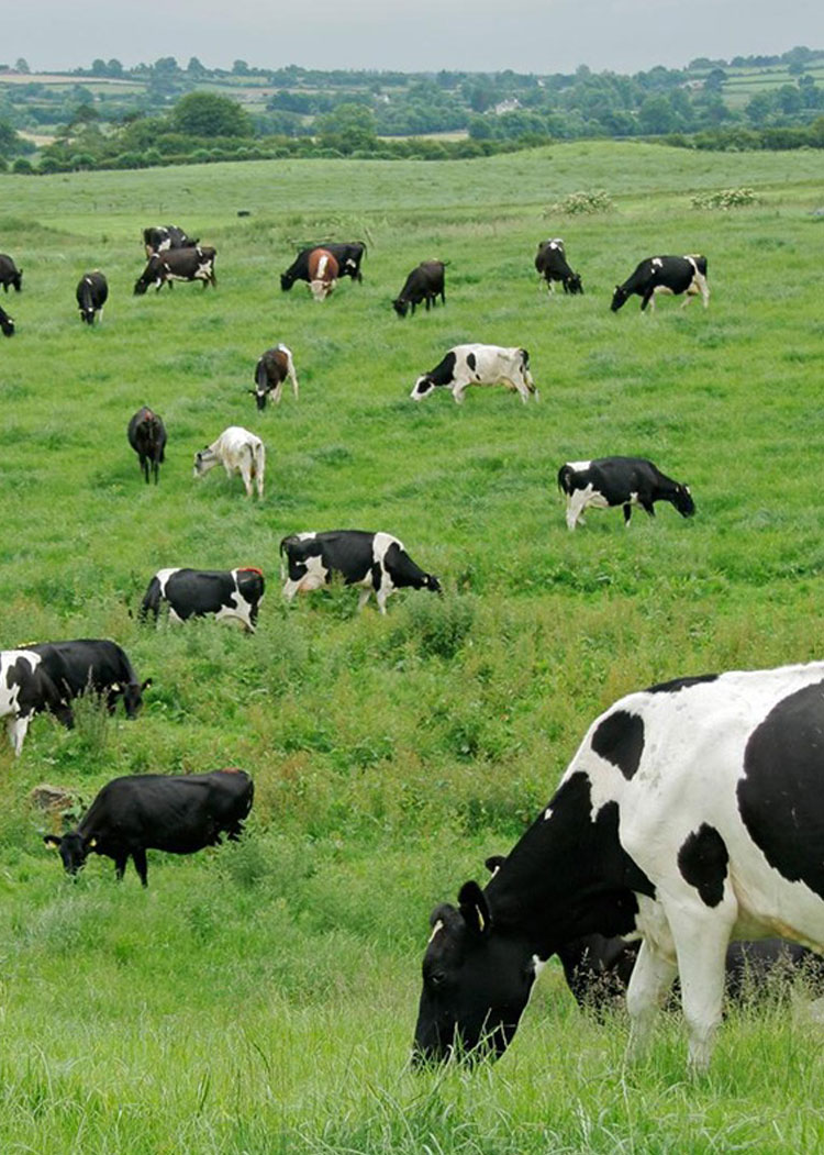 Donegal Creameries | Aurivo