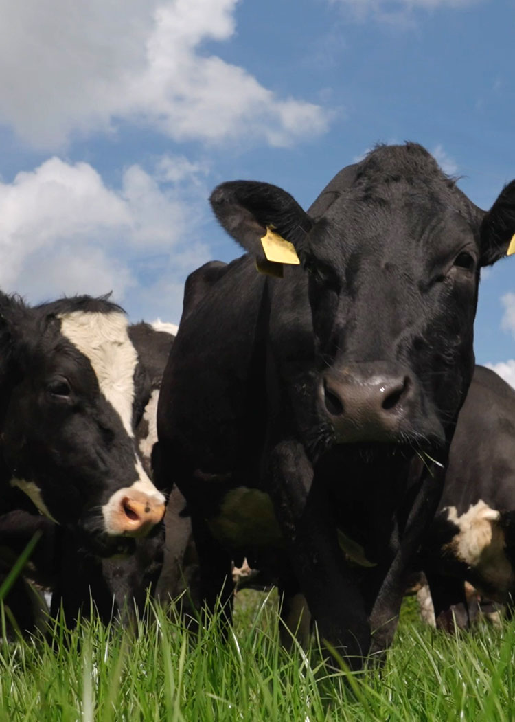 Donegal Creameries | Aurivo